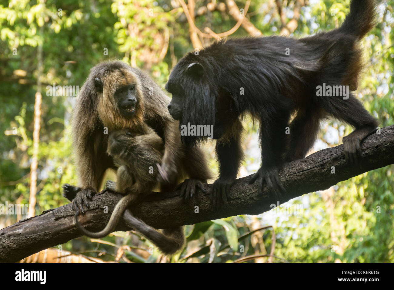 Black howler monkey family (Alouatta caraya) on a branch. Guiraoga ...