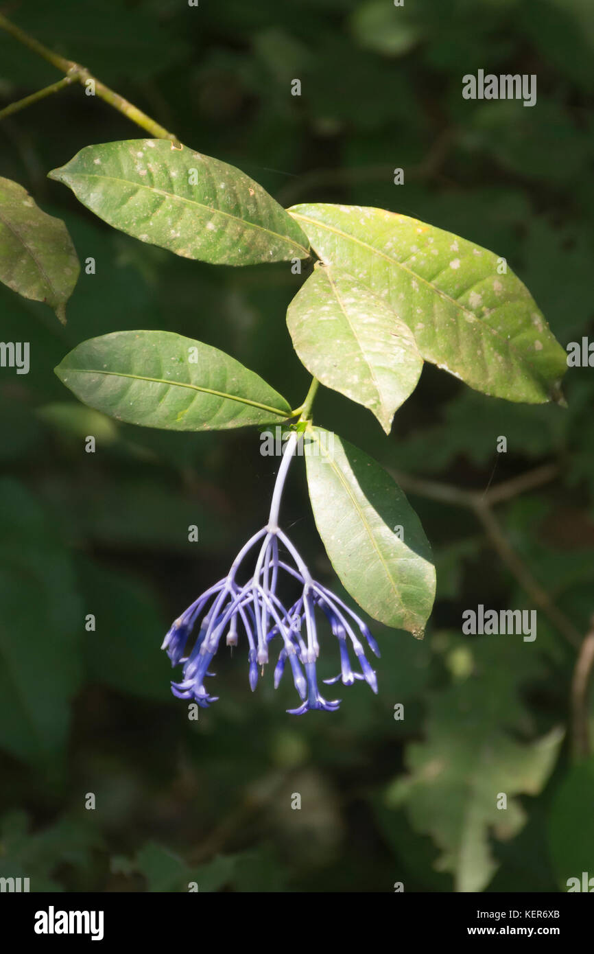 Faramea cyanea, Iguazu, Misiones, Argentina, South America Stock Photo ...