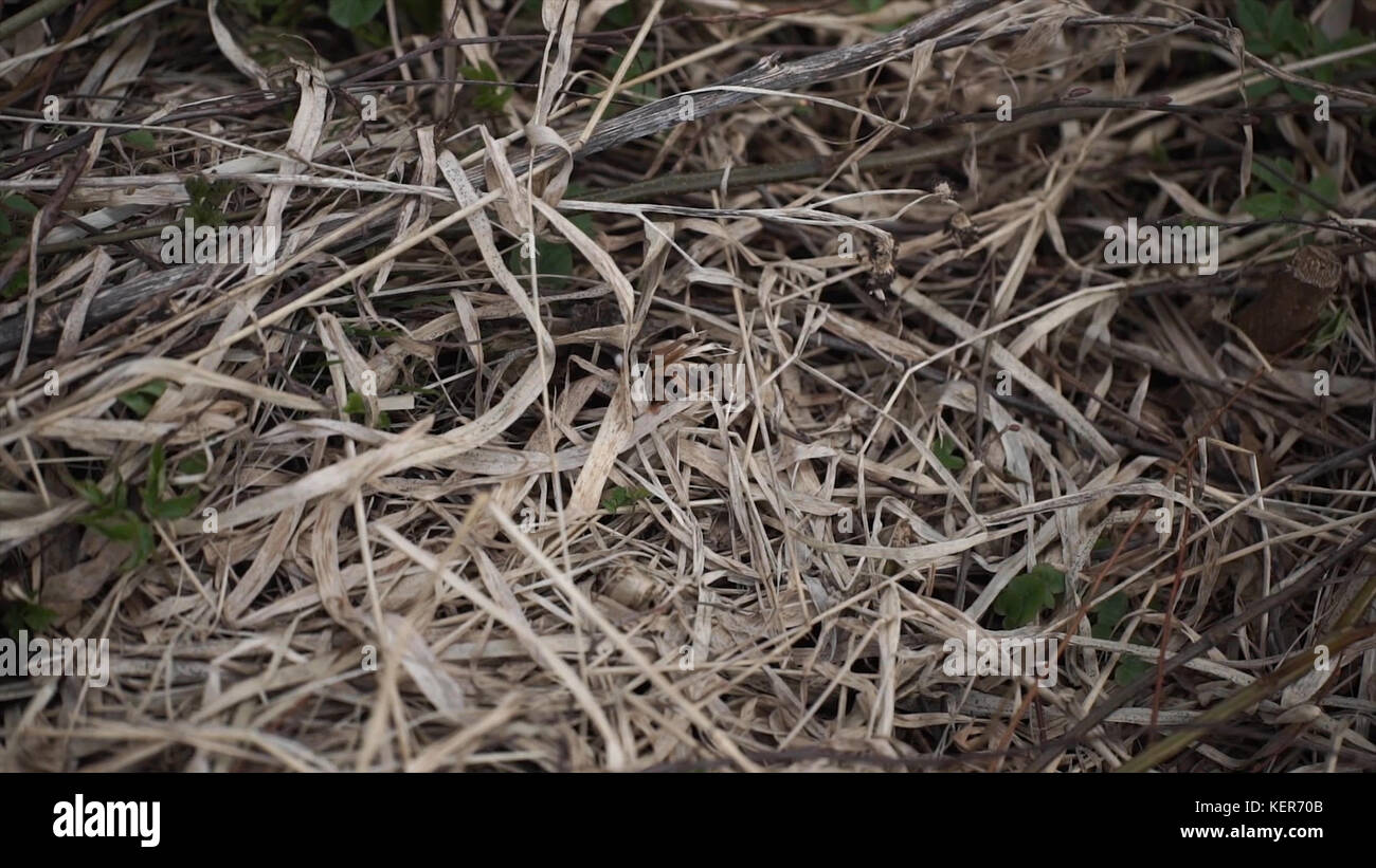 Catch a snake. the snake escape. man tries to catch the snake by the ...