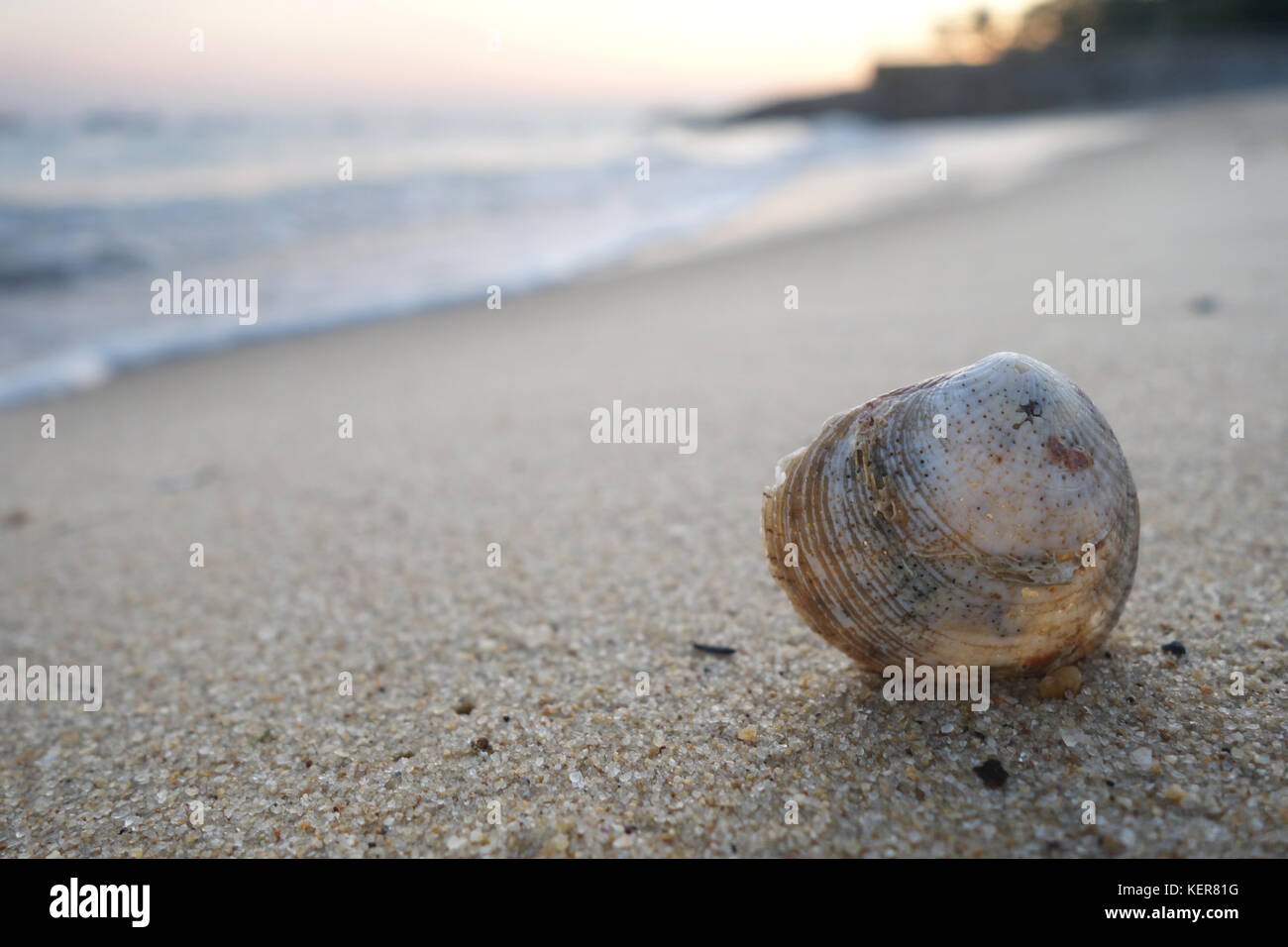 Shell on the beach in the evening Stock Photo - Alamy