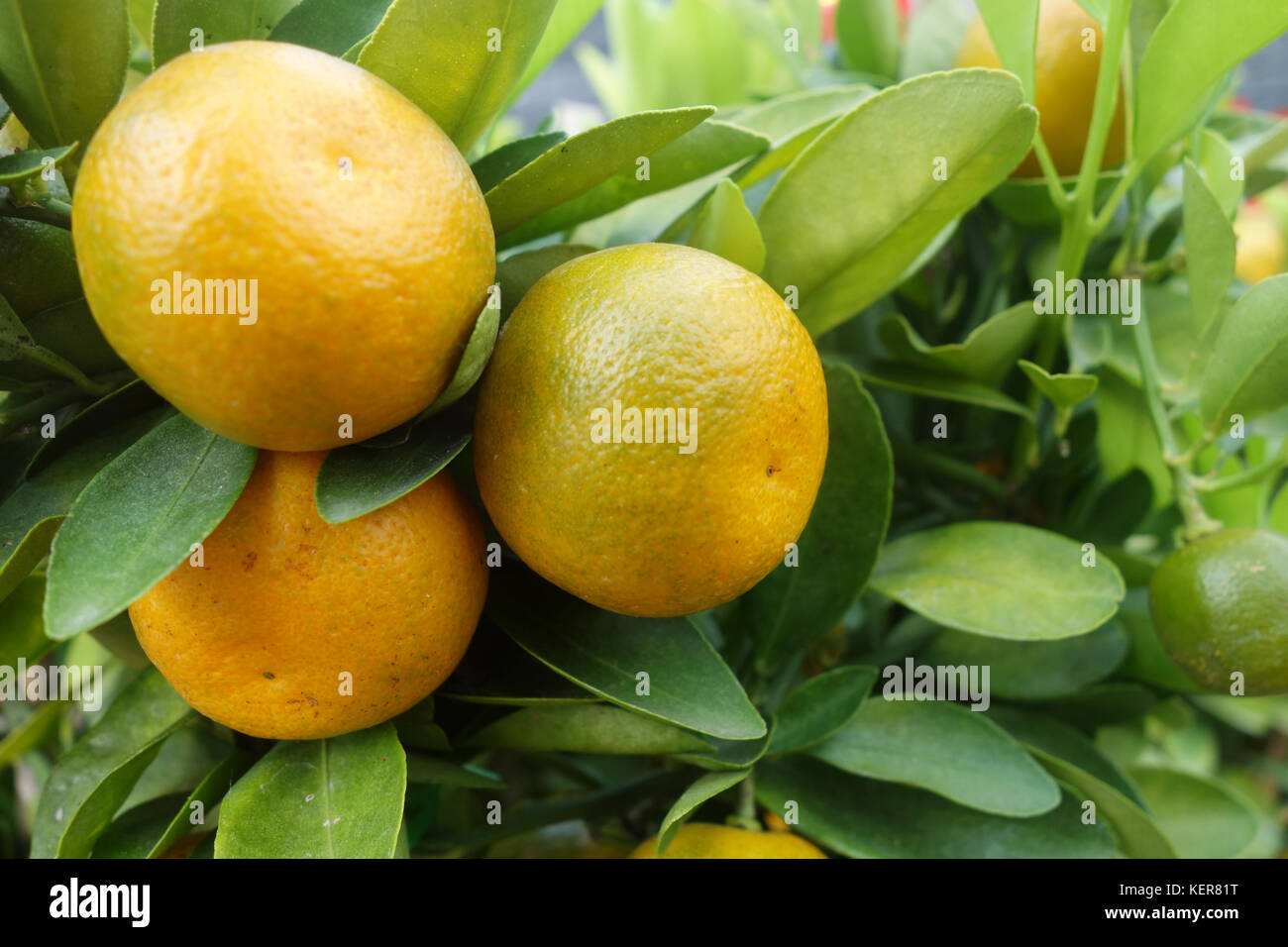 Close up kumquats, resembling oranges and other citrus fruits Stock ...