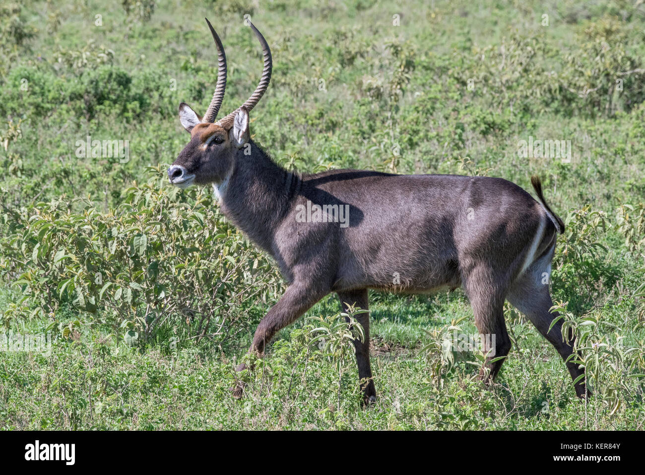 Male waterbuck (Kobus ellipsipymnus) 3, Arusha National Park, Tanzania ...