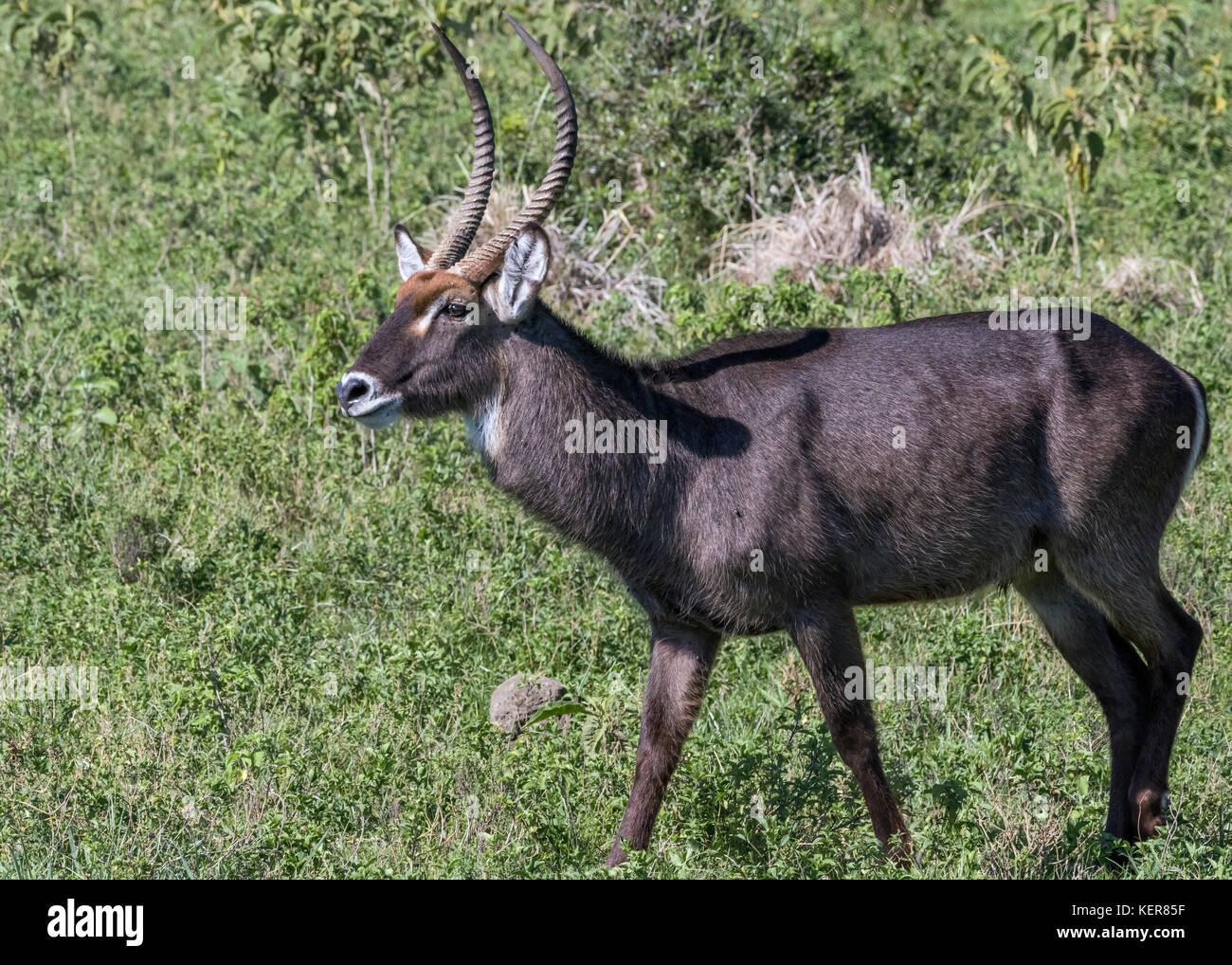 Male waterbuck side view hi-res stock photography and images - Alamy