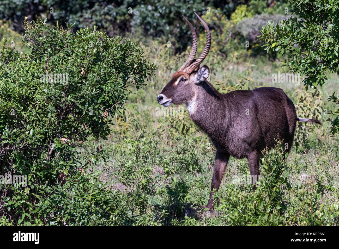 Male waterbuck side view hi-res stock photography and images - Alamy