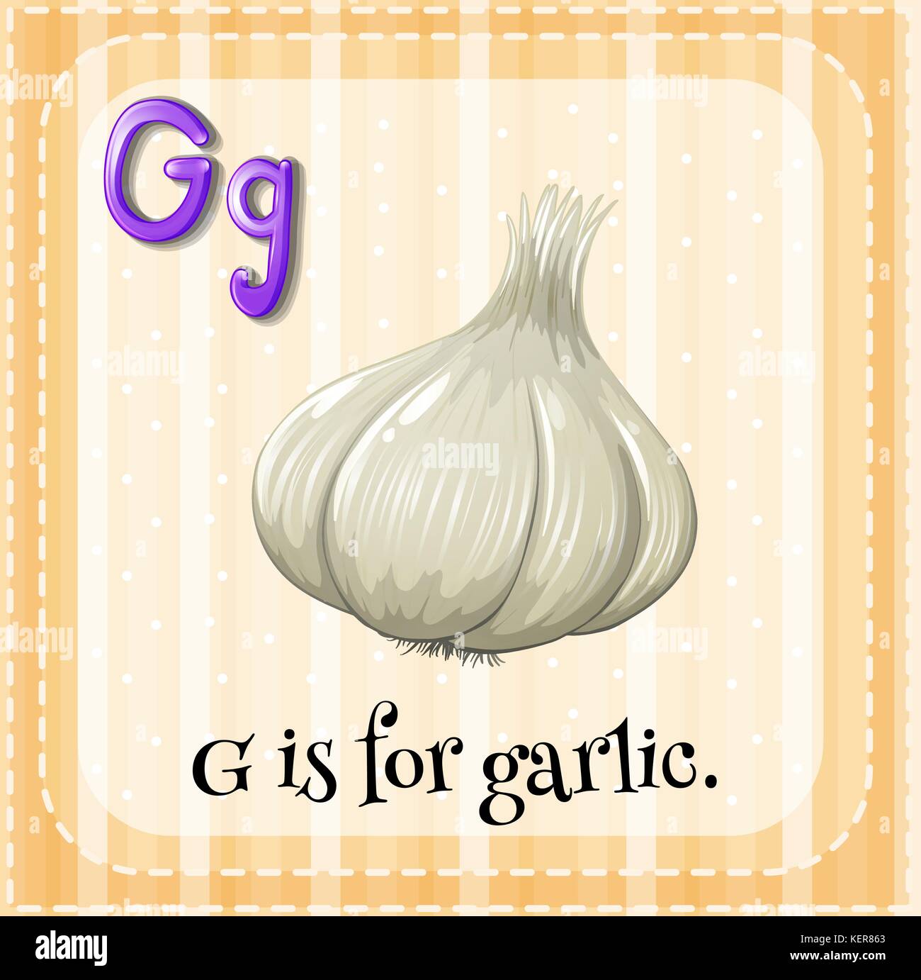 English garlic Stock Vector Images - Alamy