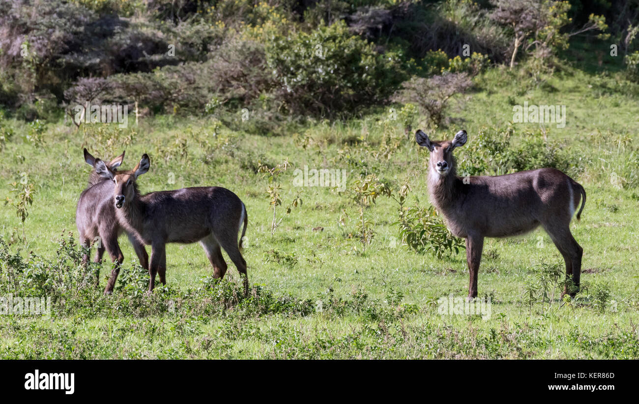 Three female waterbuck (Kobus ellipsipymnus) 2, Arusha National Park ...