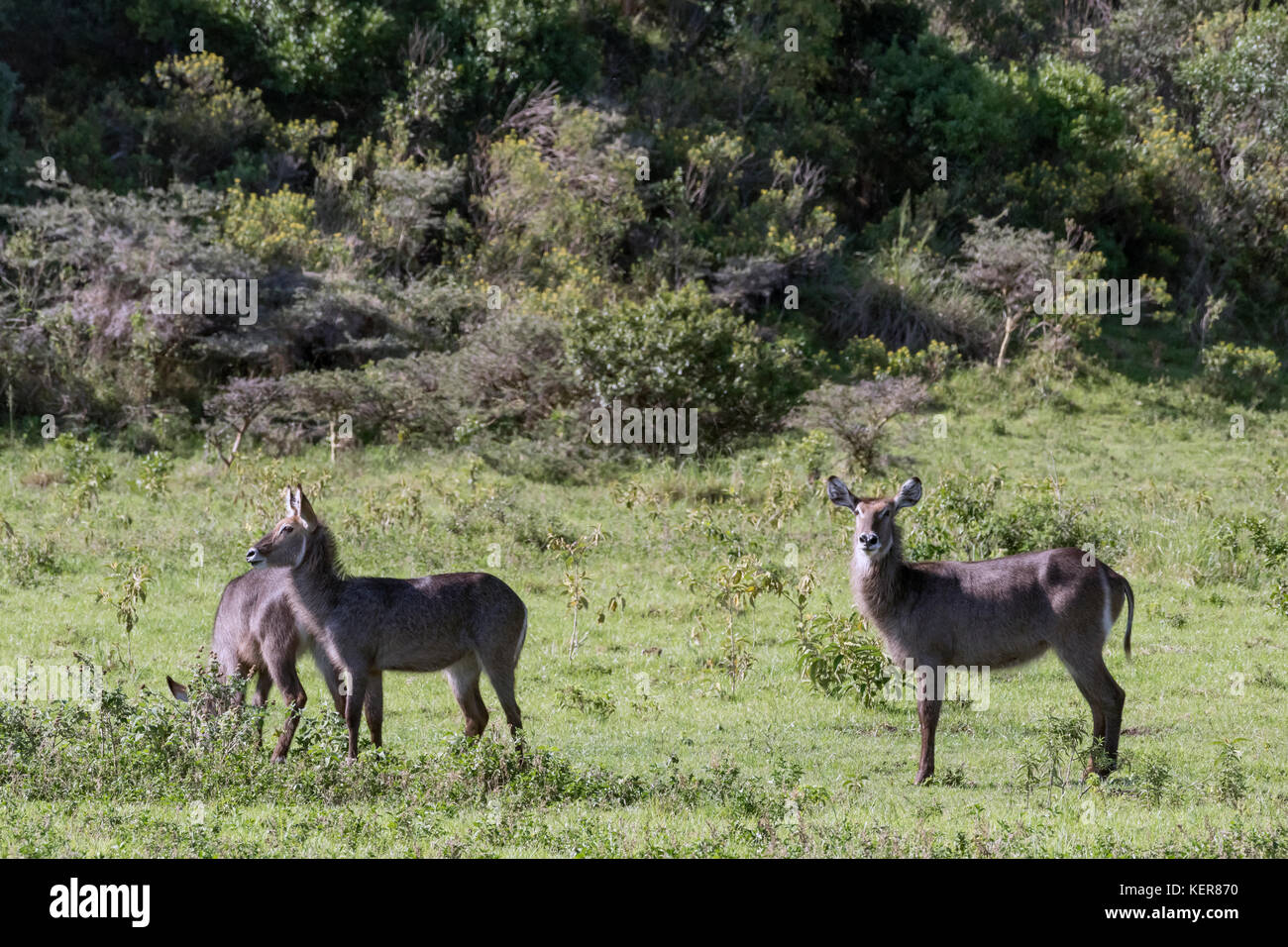 Three female waterbuck (Kobus ellipsipymnus) 1, Arusha National Park ...