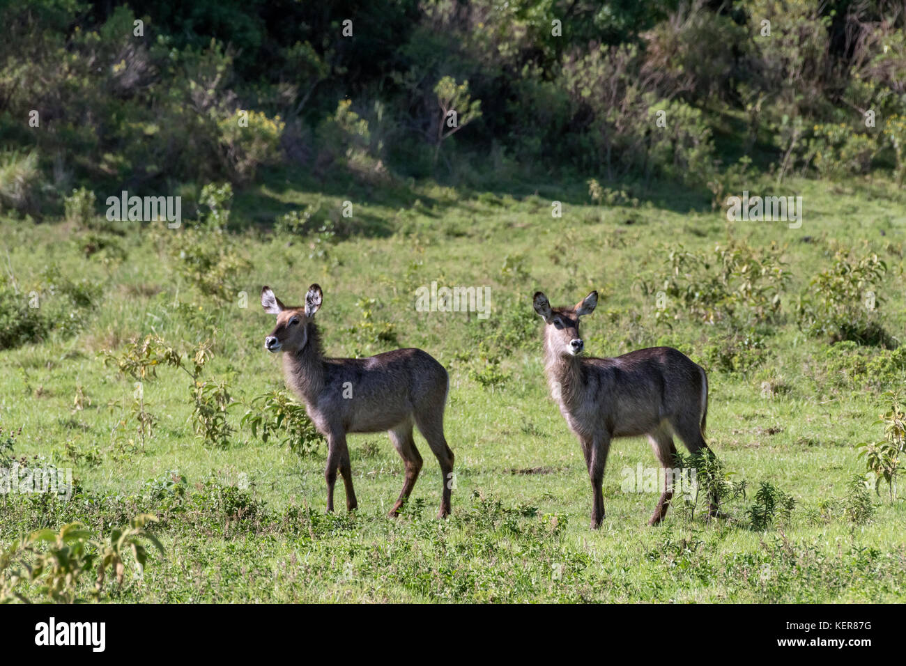 Two female waterbuck (Kobus ellipsipymnus) 4, Arusha National Park ...