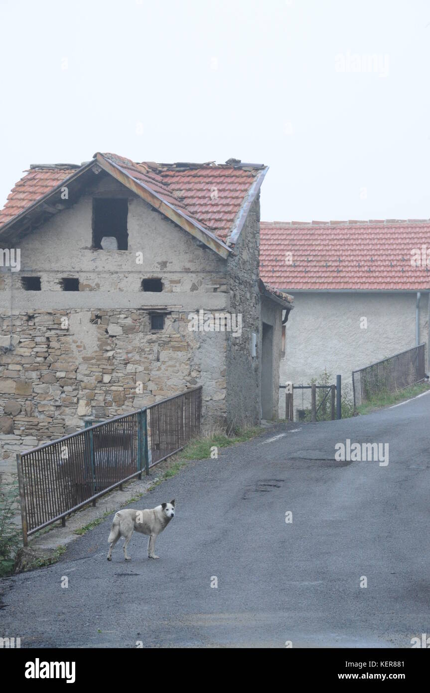A stray white dog wanders the streets of the Italian village of Carrega ...