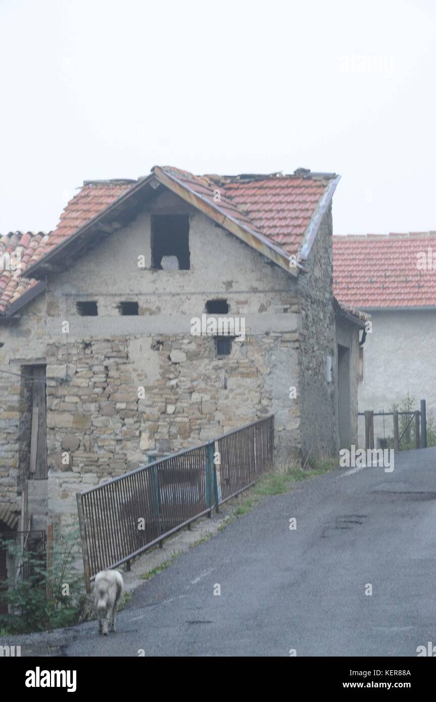 A stray white dog wanders the streets of the Italian village of Carrega ...