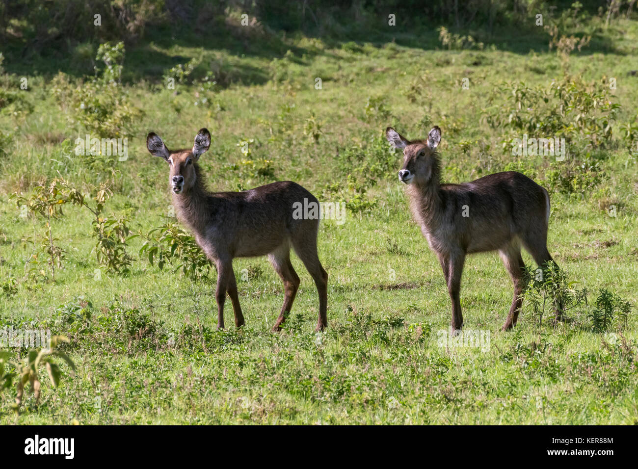 Two female waterbuck (Kobus ellipsipymnus) 2, Arusha National Park ...