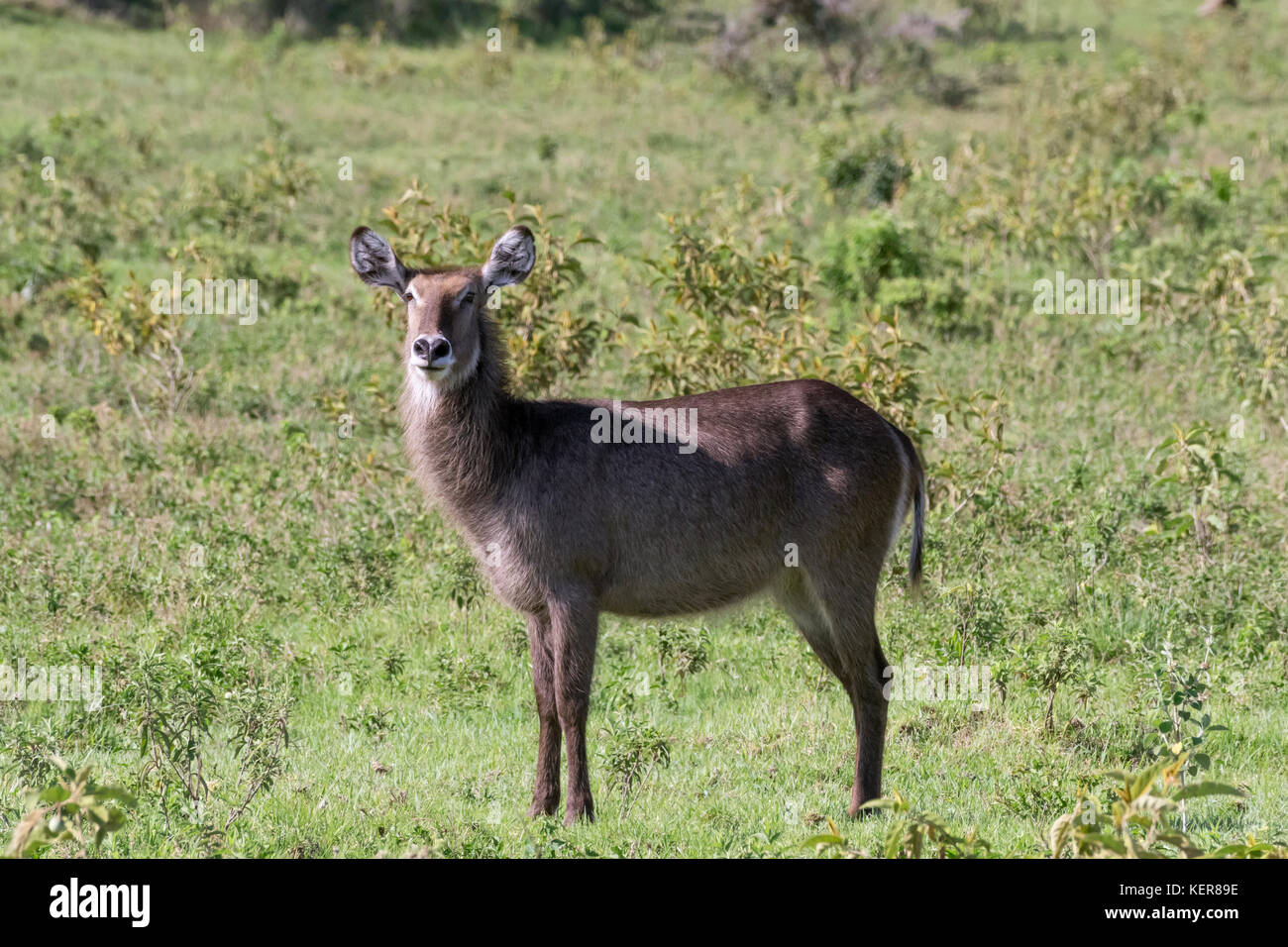Female waterbuck (Kobus ellipsipymnus) 7, Arusha National Park ...