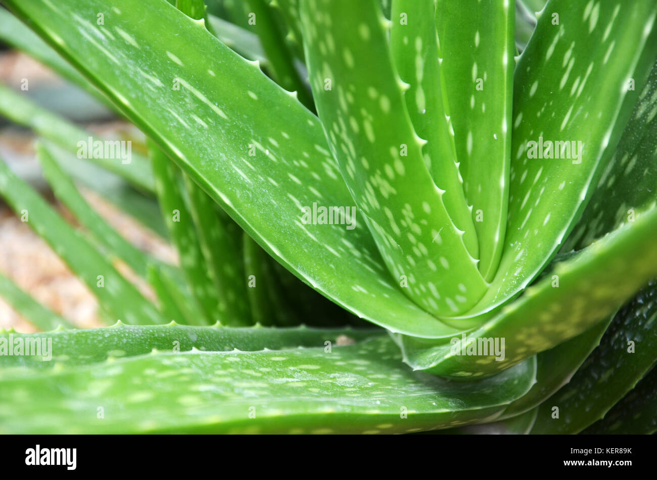 Medicinal plant aloe Vera, detail centre herbage Stock Photo - Alamy