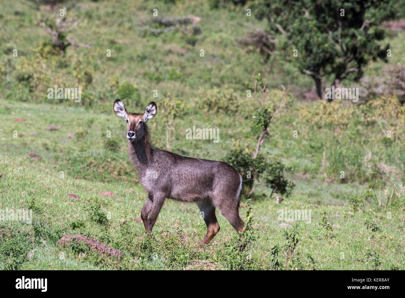 Female waterbuck (Kobus ellipsipymnus) 4, Arusha National Park ...