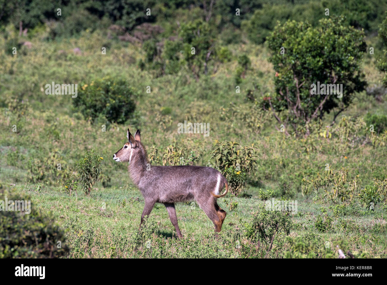Female waterbuck (Kobus ellipsipymnus) 3, Arusha National Park ...