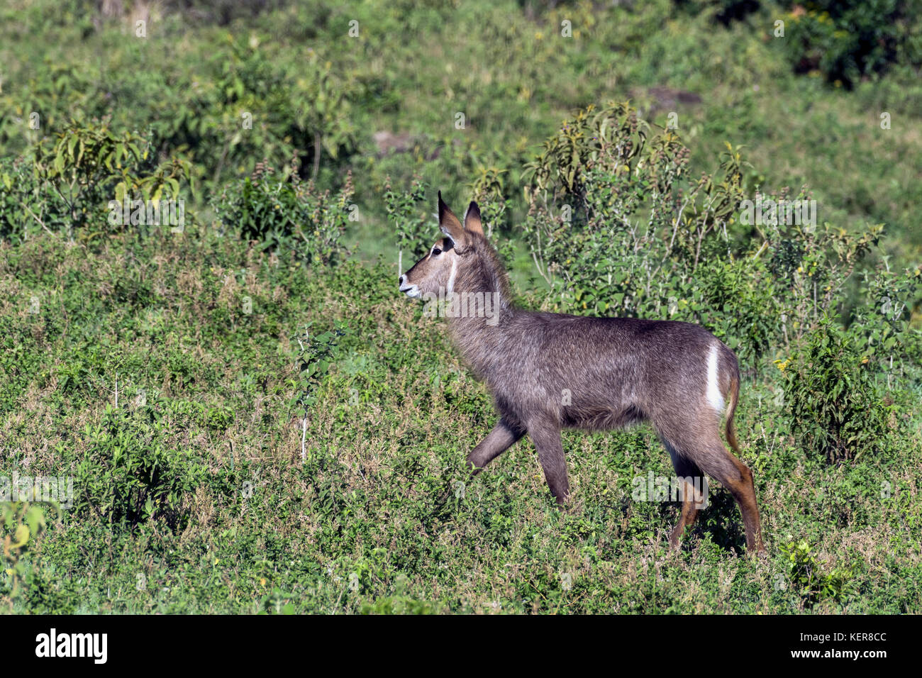 Meru national park view hi-res stock photography and images - Alamy