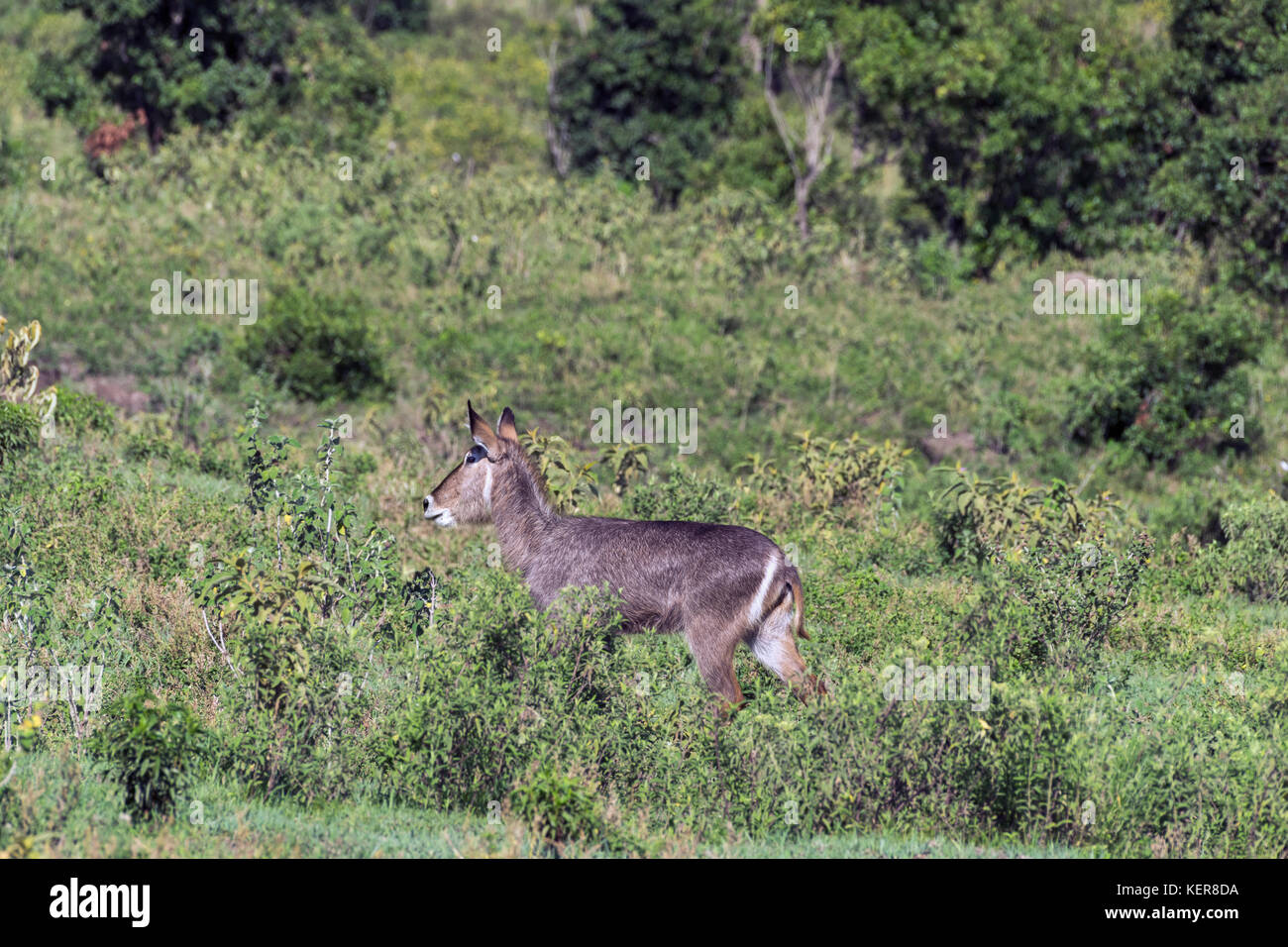Female waterbuck (Kobus ellipsipymnus) 1, Arusha National Park ...