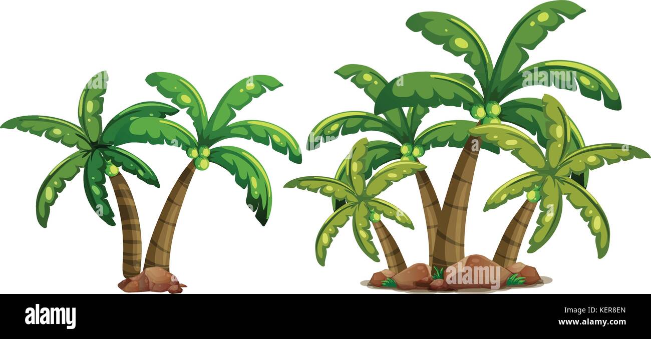 Branches coconut palm tree Stock Vector Images - Alamy