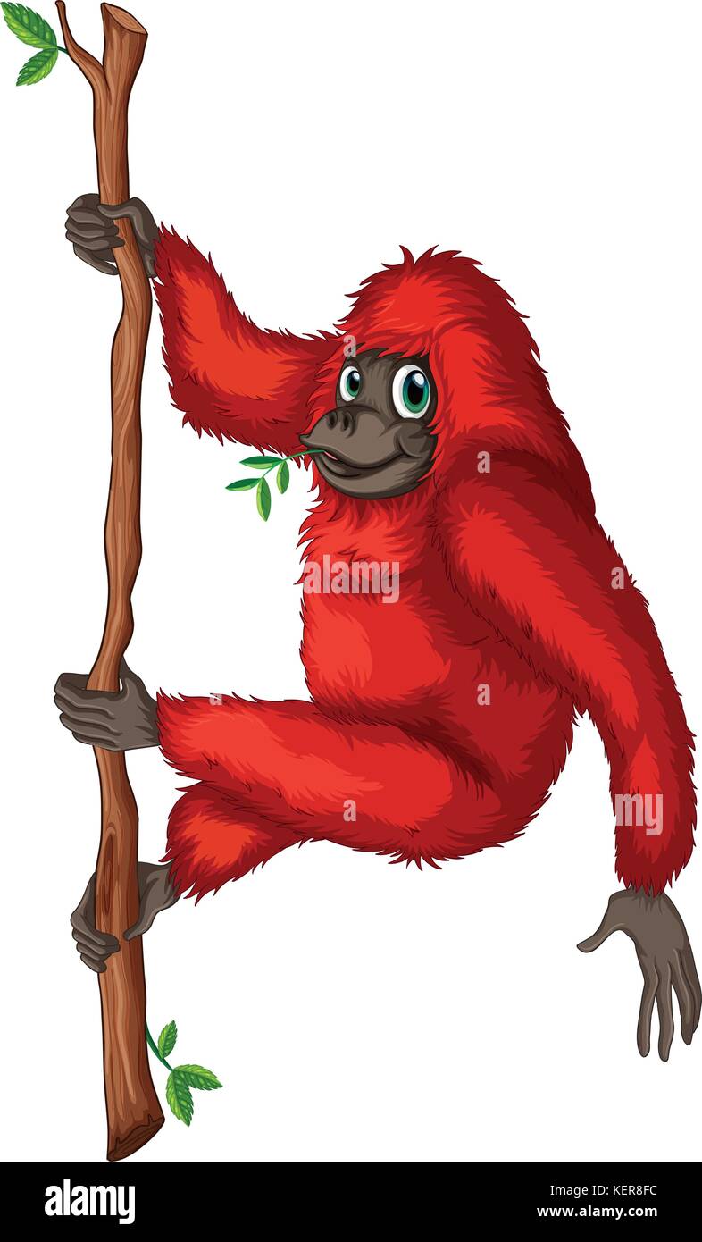 Illustration of a close up orangutan Stock Vector Image & Art - Alamy