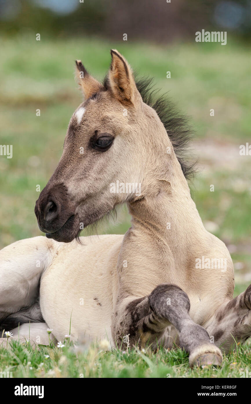 Wild mustang foal in Montana Stock Photo - Alamy