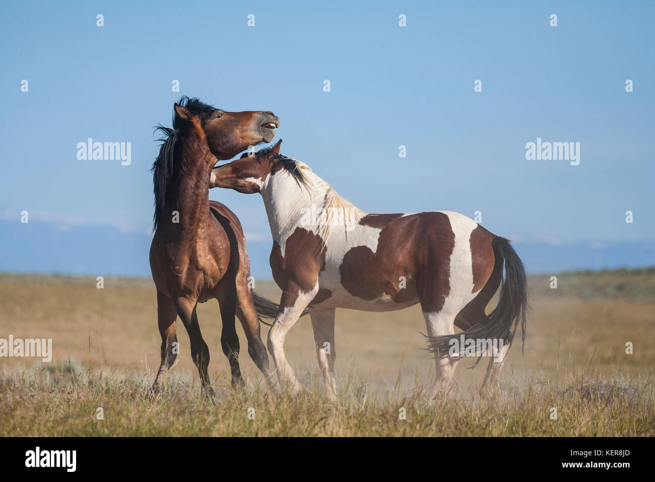 Wyoming wild mustangs fighting Stock Photo - Alamy