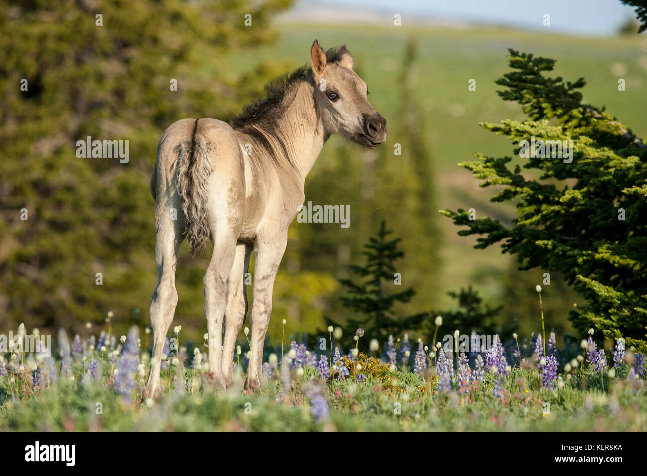 Wild mustang foal in Montana Stock Photo - Alamy