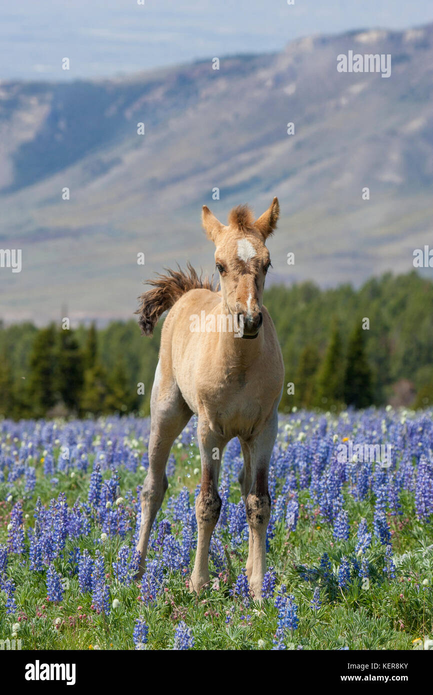 Wild mustang foal in Montana Stock Photo - Alamy