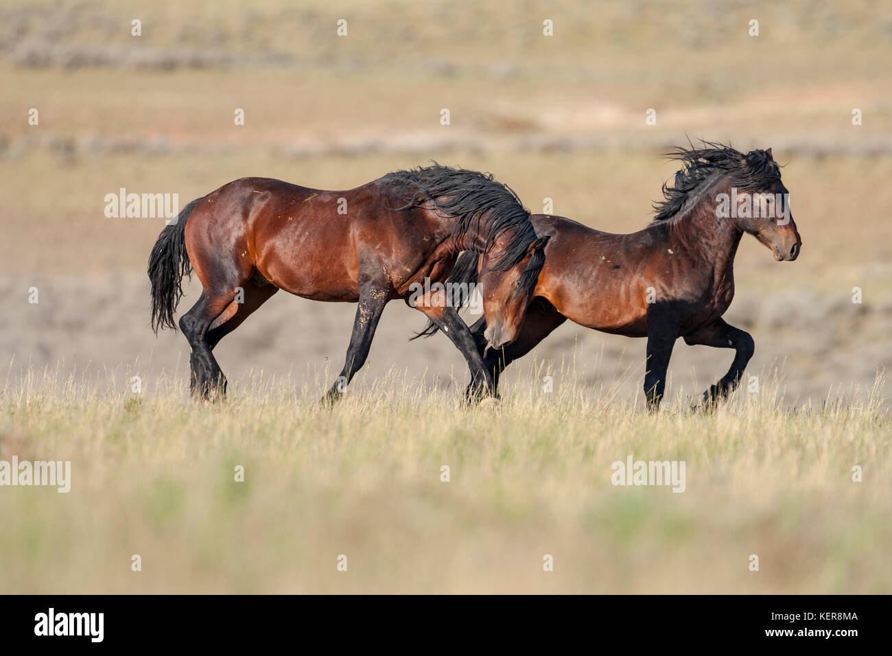 Wild mustangs in Wyoming Stock Photo - Alamy