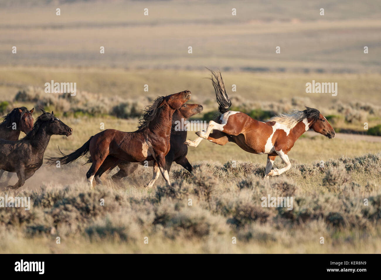 Wild mustangs in Wyoming Stock Photo - Alamy