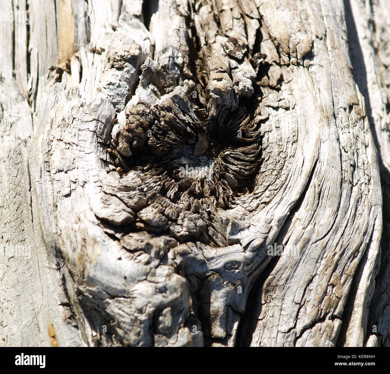 Close up of a knot on a fallen log Stock Photo - Alamy