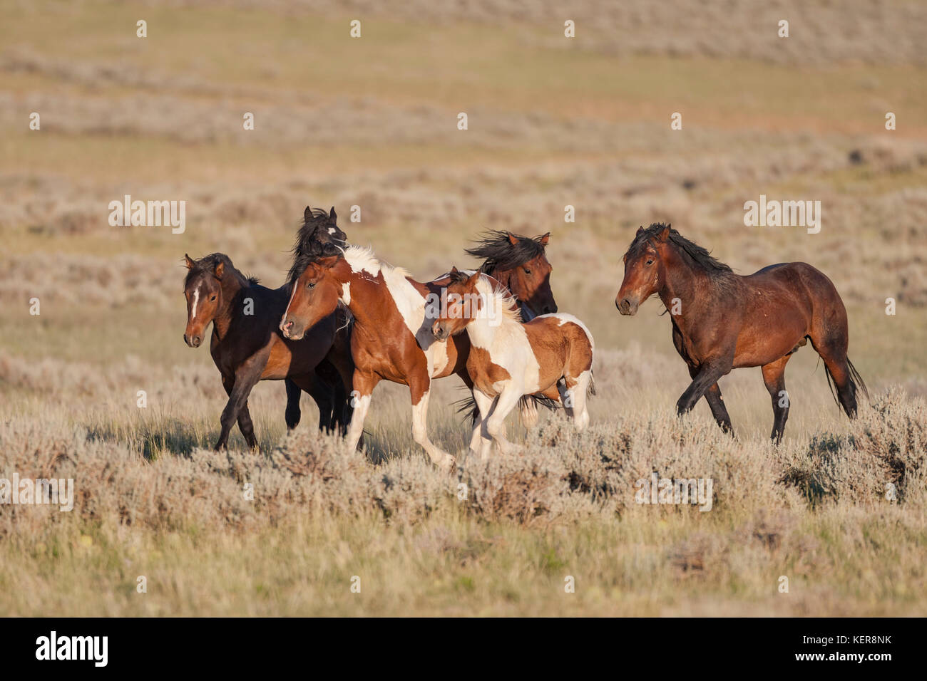 Wild horse or mustang Stock Photo - Alamy