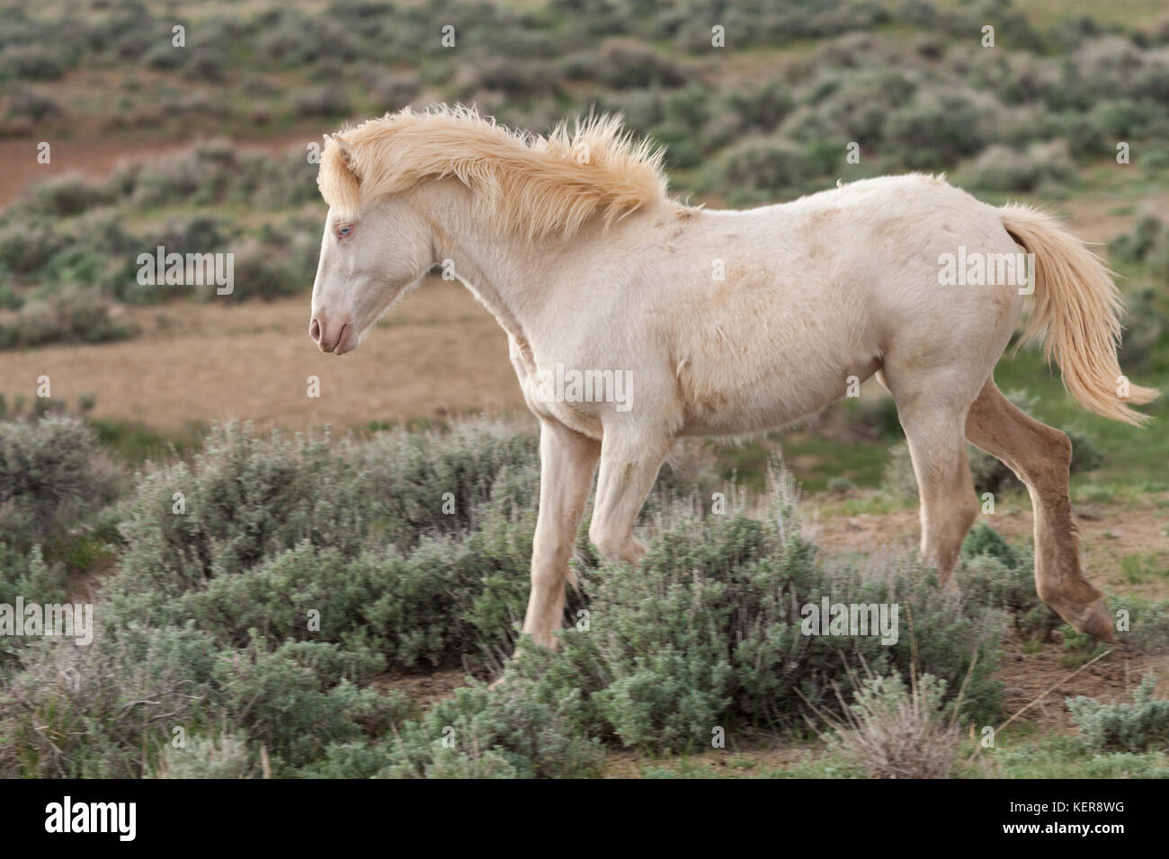 White wild mustang foal in Wyoming Stock Photo - Alamy
