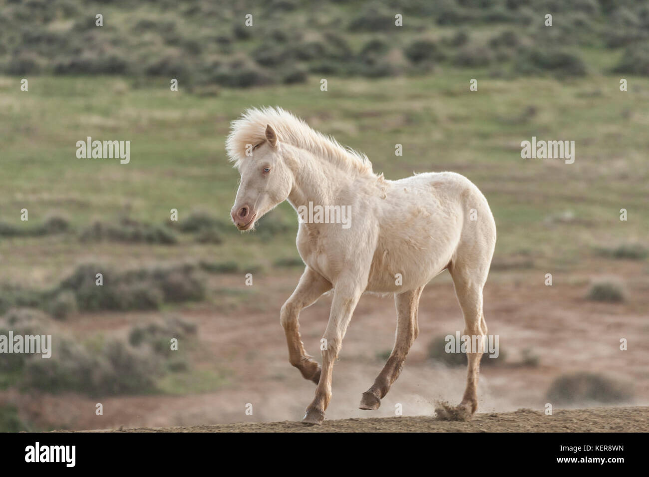 White mustang hi-res stock photography and images - Alamy