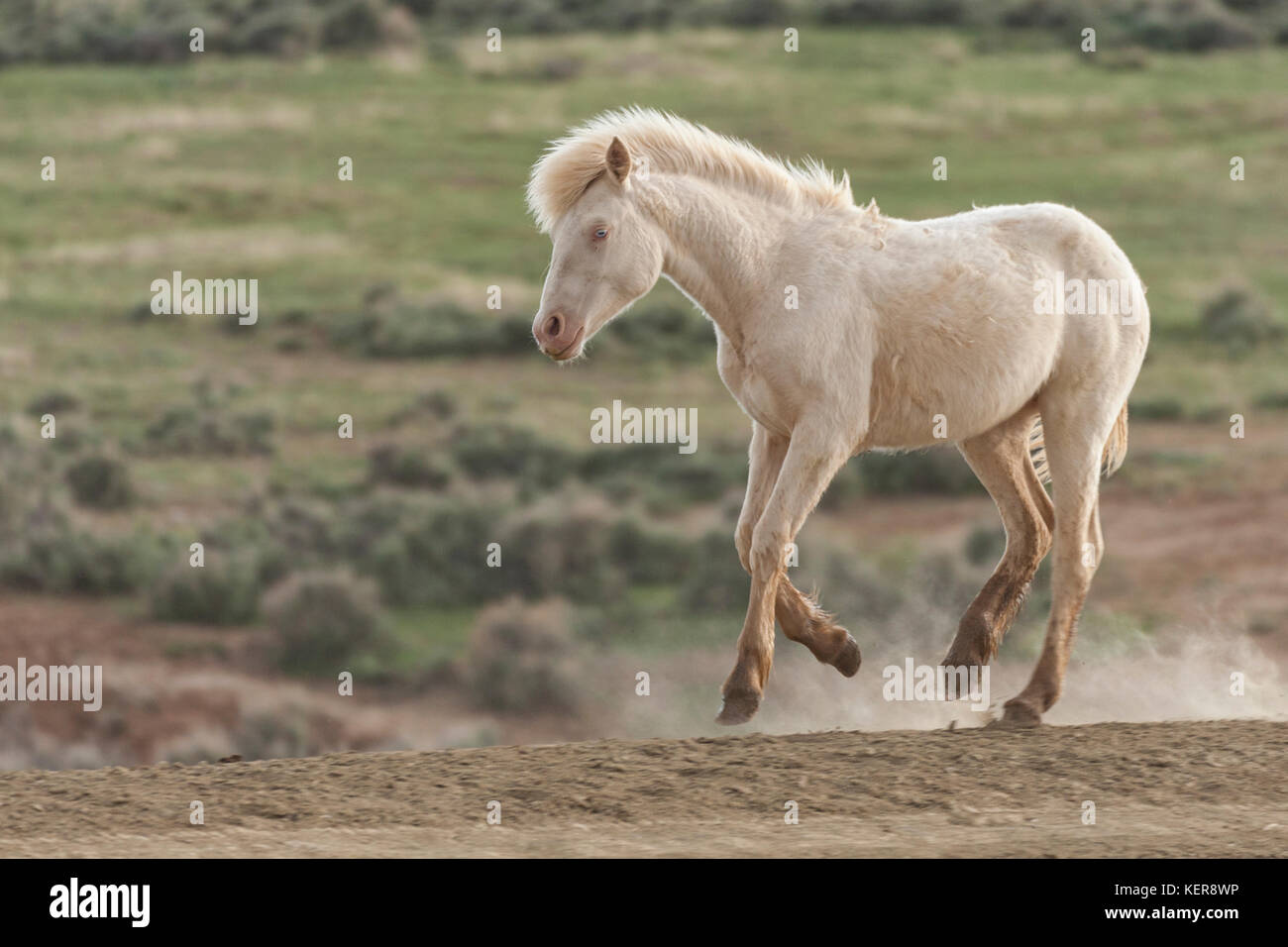 White wild mustang foal in Wyoming Stock Photo - Alamy