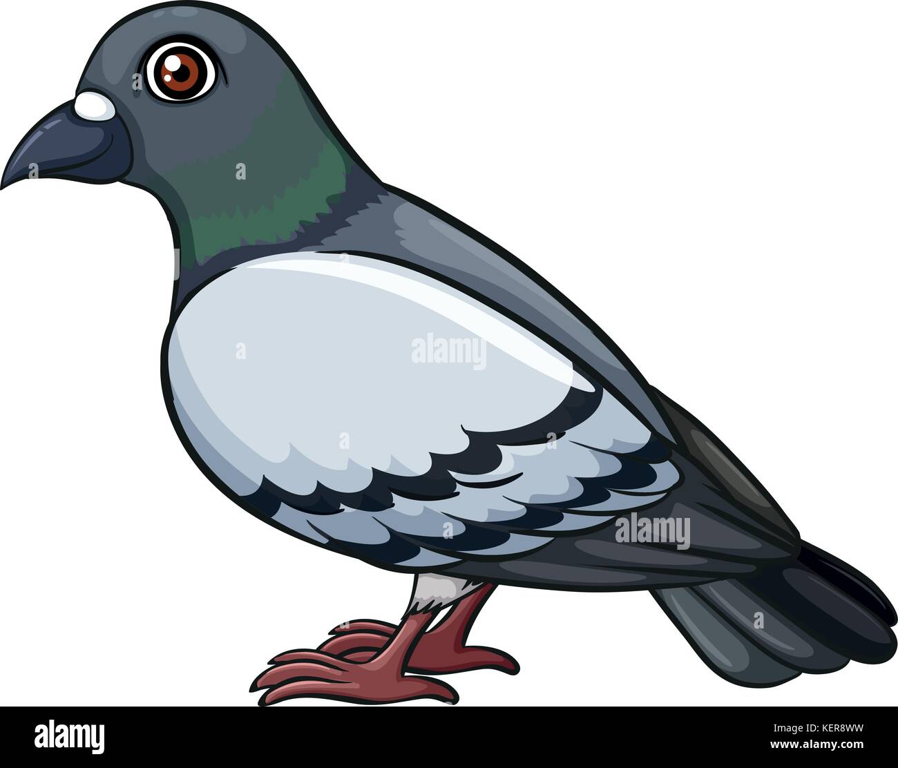 Columbidae columbiformes Stock Vector Images - Alamy