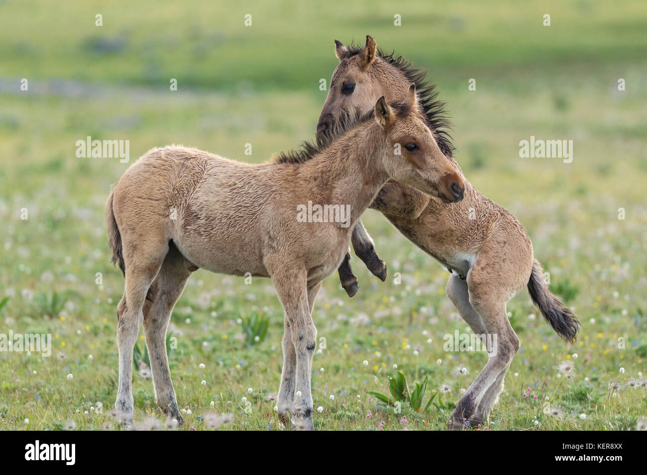 Wild mustang foals playing in wildflowers Stock Photo - Alamy
