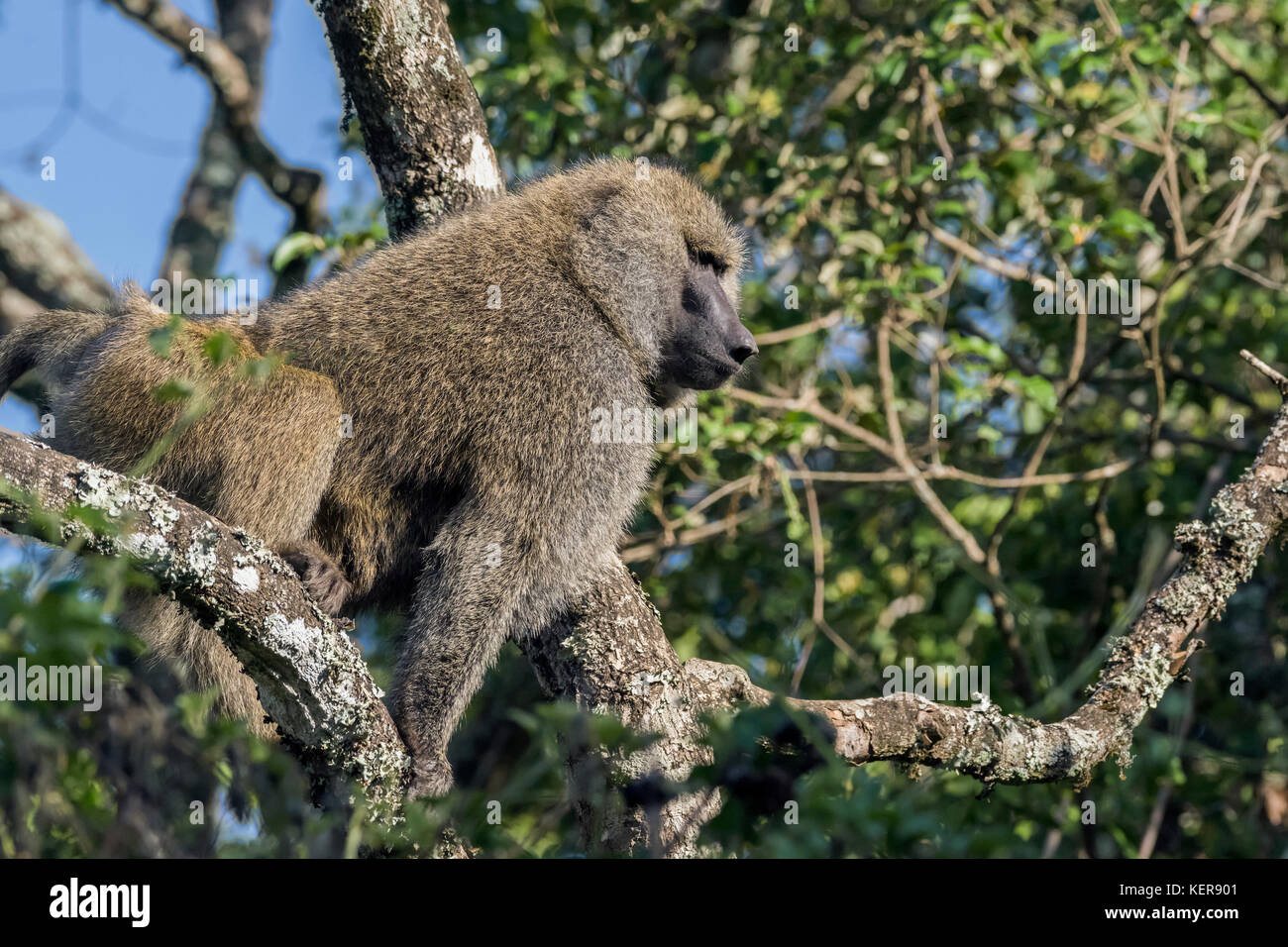 Baboon in tree hi-res stock photography and images - Alamy