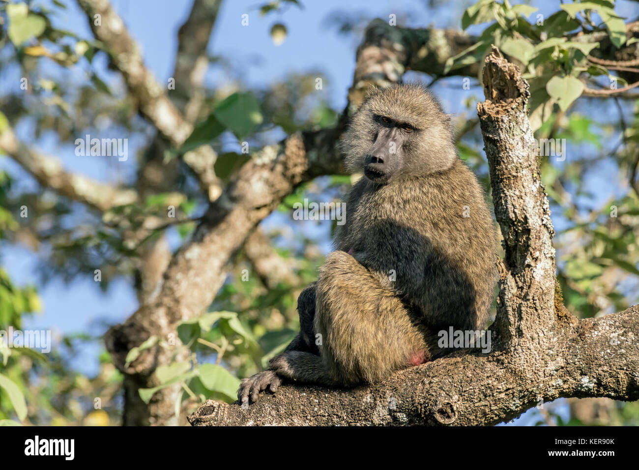 Female baboon hi-res stock photography and images - Alamy