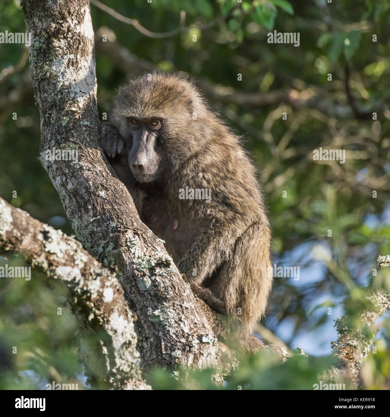 Mother baboon in tree, Arusha NP, Tanzania Stock Photo - Alamy