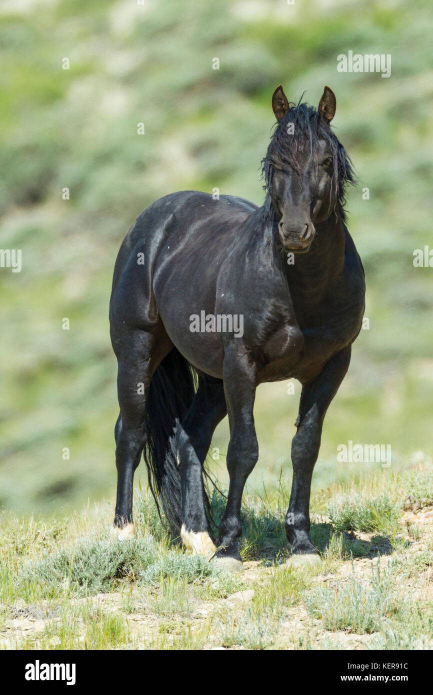Black mustang horse hi-res stock photography and images - Alamy