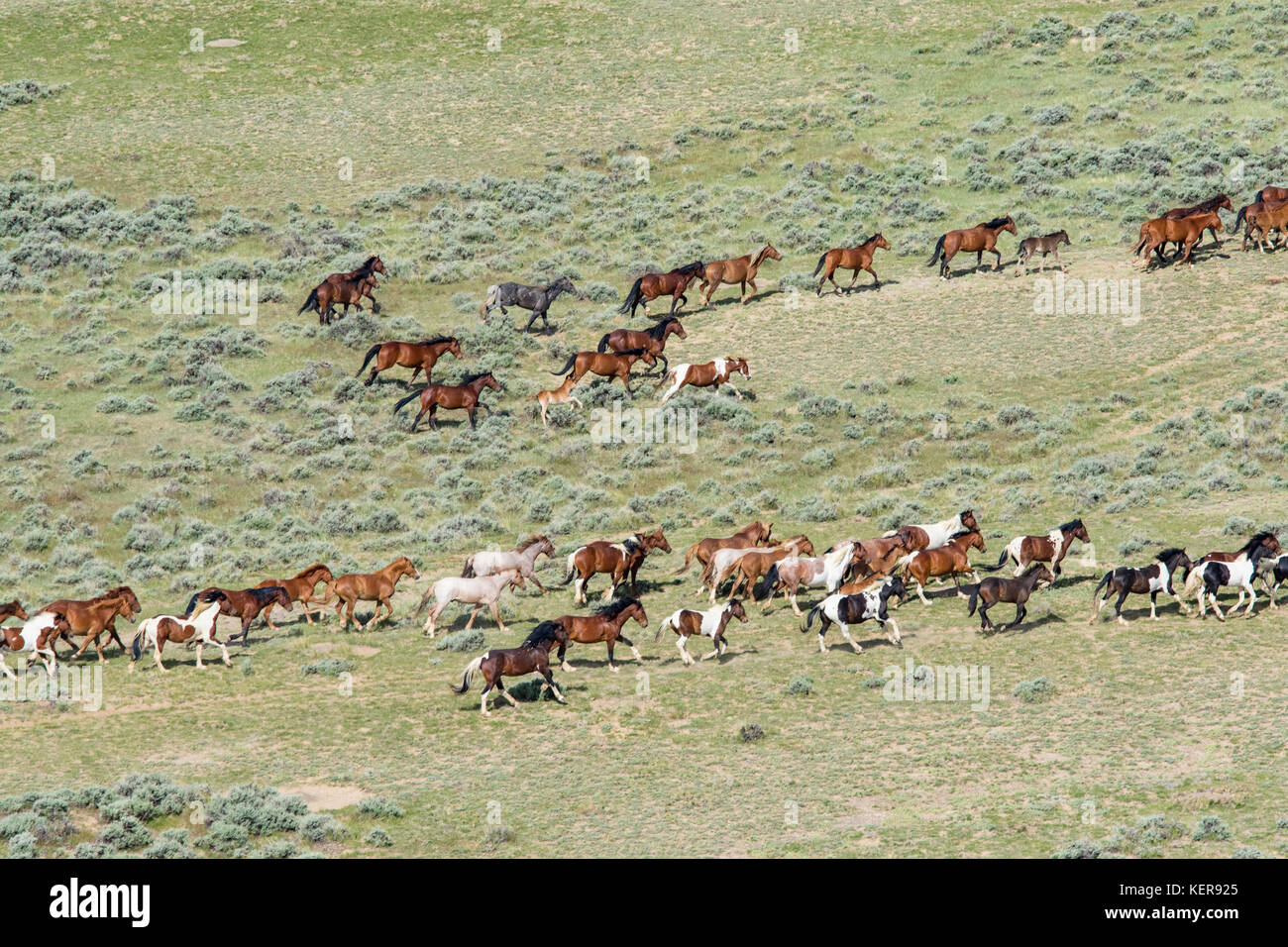 Aerial photo of wild mustangs in Wyoming Stock Photo - Alamy