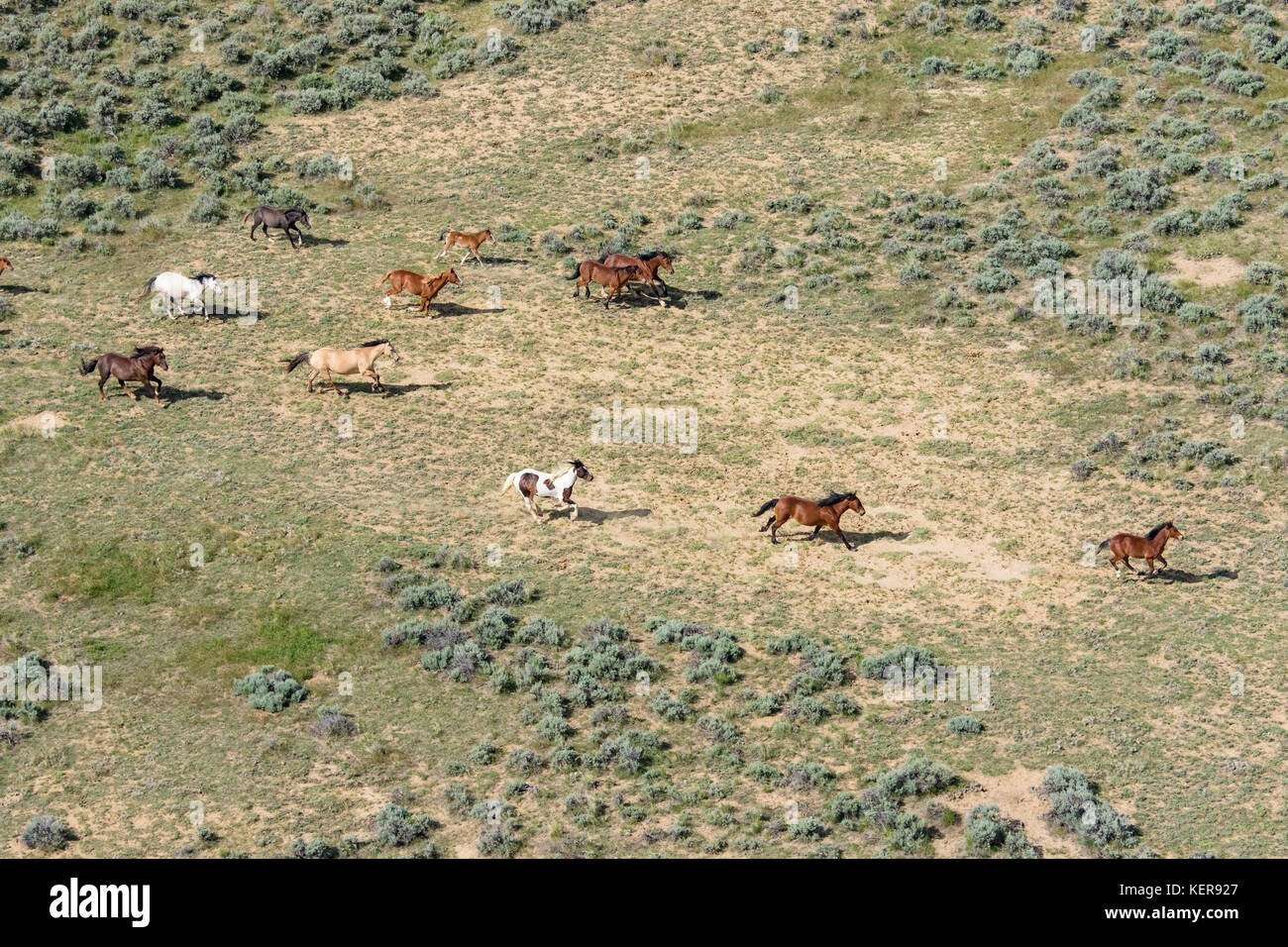 Aerial photo of wild mustangs in Wyoming Stock Photo - Alamy