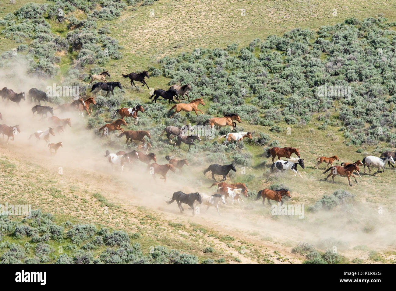 Aerial photo of wild mustangs in Wyoming Stock Photo - Alamy