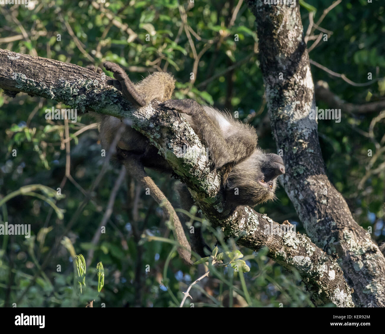 Baby baboon playing in a tree 6, Arusha NP, Tanzania Stock Photo - Alamy
