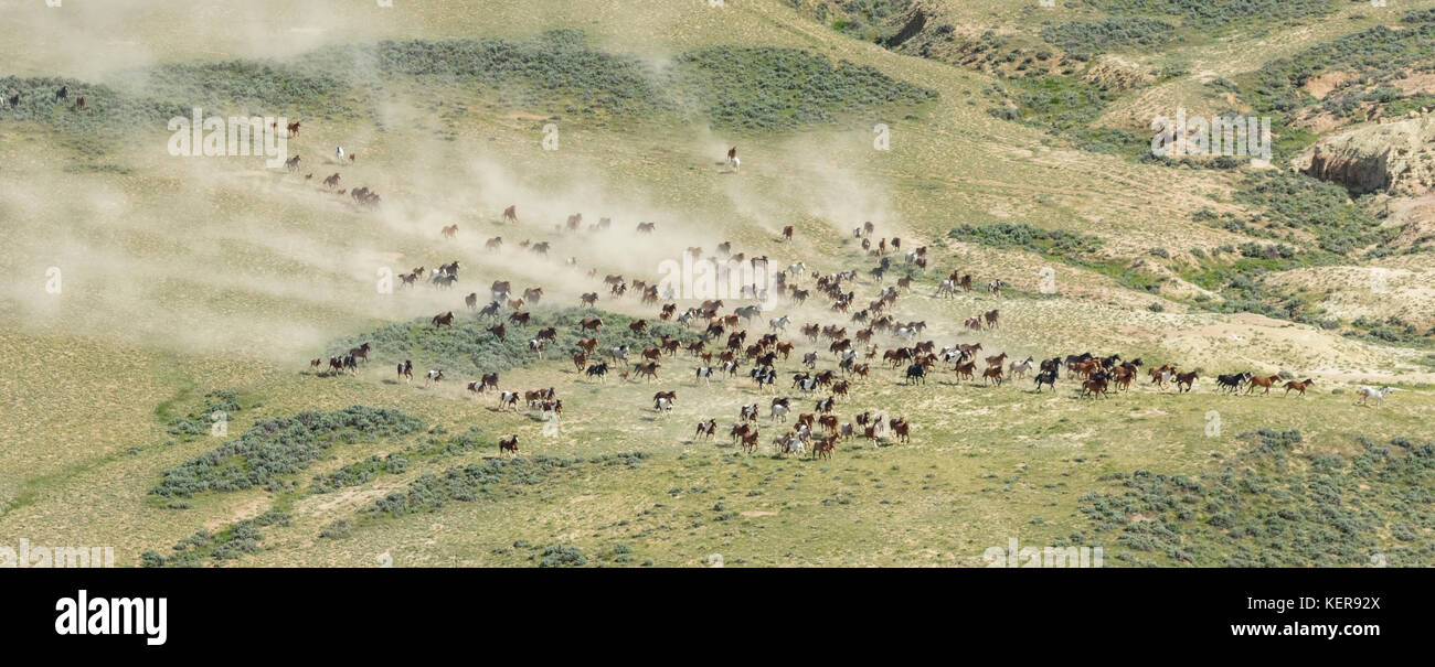 Aerial photo of wild mustangs in Wyoming Stock Photo - Alamy