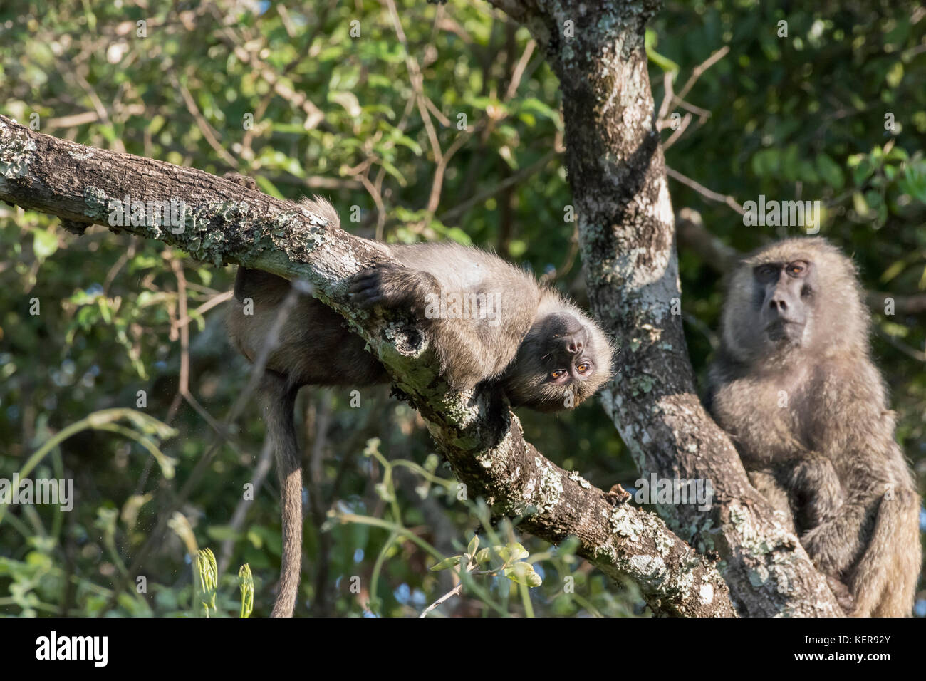 Baboon baby tree hi-res stock photography and images - Alamy