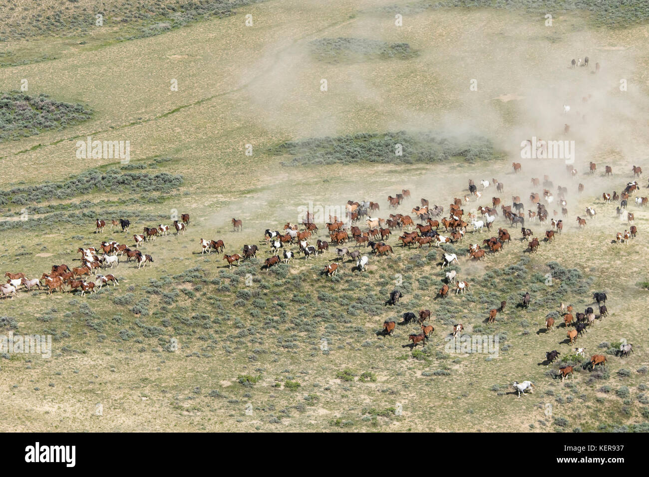 Feral horse hi-res stock photography and images - Alamy