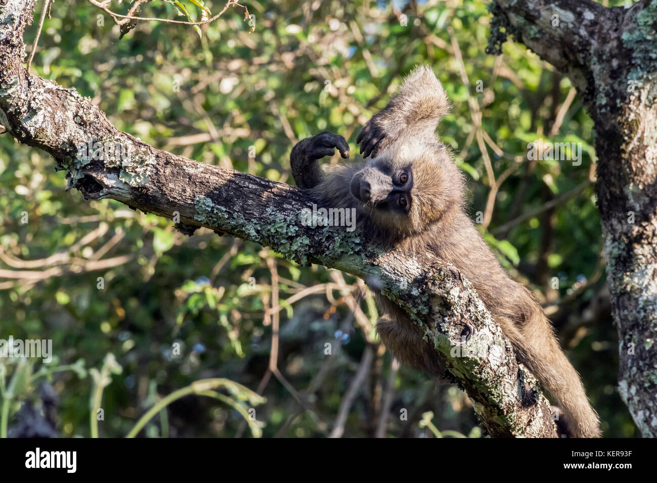 Baboon baby tree hi-res stock photography and images - Alamy