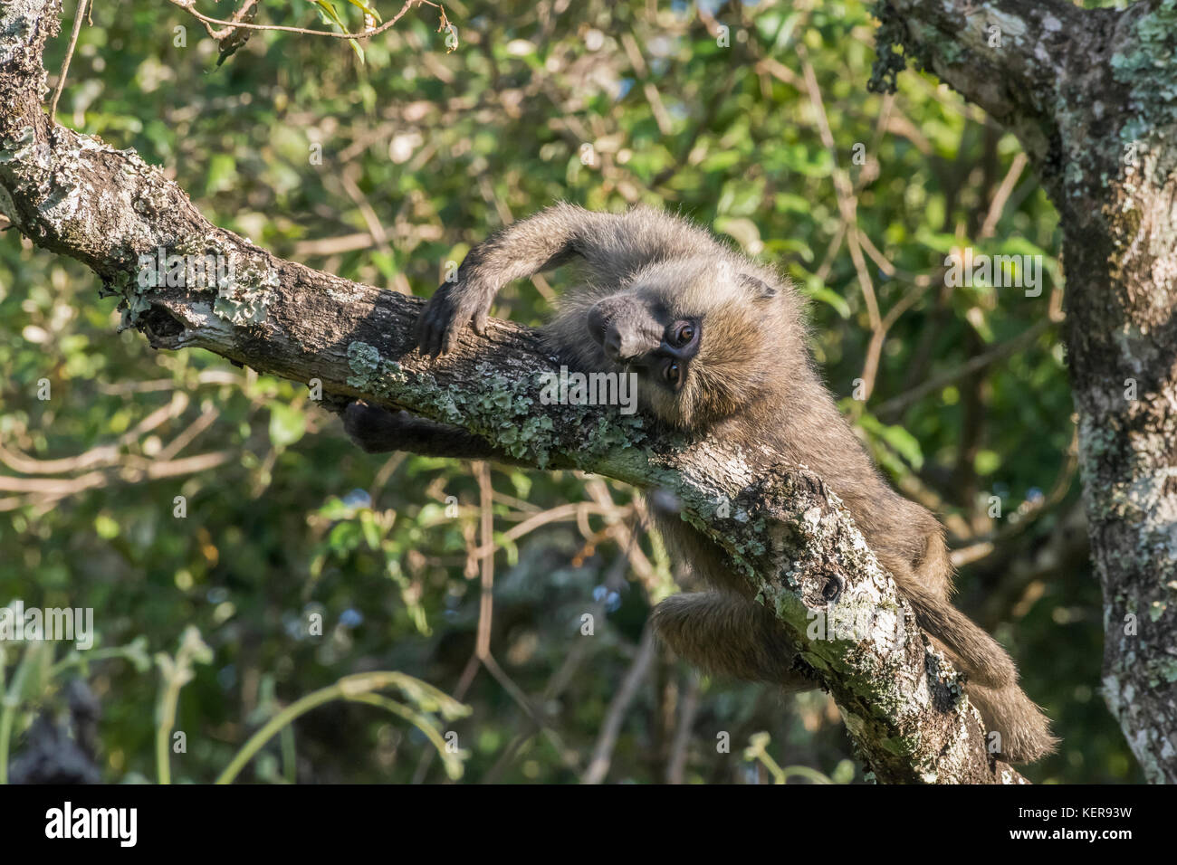 Baby baboon playing in a tree 3, Arusha NP, Tanzania Stock Photo - Alamy