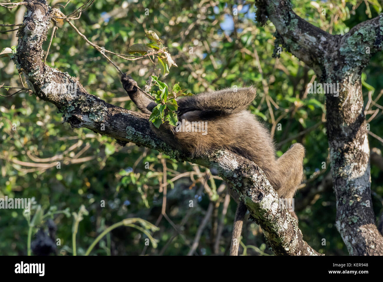 Baby baboon playing in a tree 1, Arusha NP, Tanzania Stock Photo - Alamy